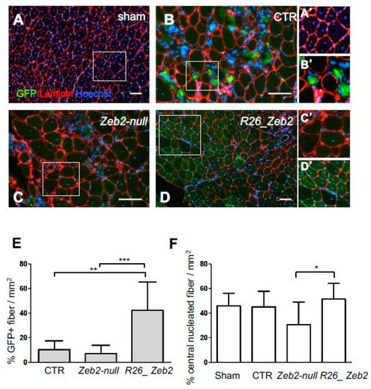 Zeb2 Regulates Myogenic Differentiation in Pluripotent Stem Cells