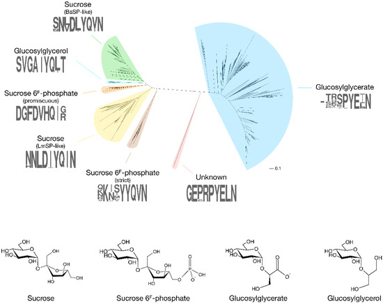 IJMS | Free Full-Text | Sucrose Phosphorylase and Related Enzymes in ...