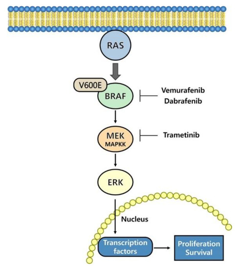 Current Insights into Combination Therapies with MAPK Inhibitors and ...