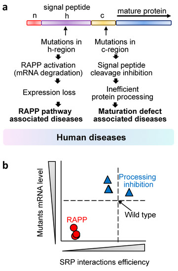 Translational Control of Secretory Proteins in Health and Disease