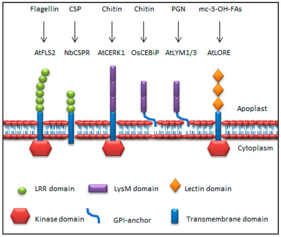 IJMS | Free Full-Text | Prospects of Gene Knockouts in the Functional ...