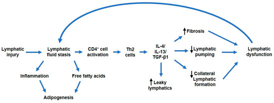 Histopathologic Features of Lymphedema: A Molecular Review