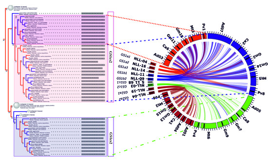 IJMS | Free Full-Text | A Tale of Two Families: Whole Genome and ...