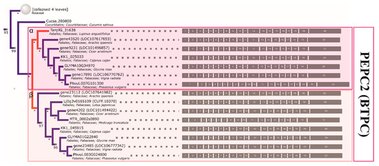 IJMS | Special Issue : Plant Genomics 2019