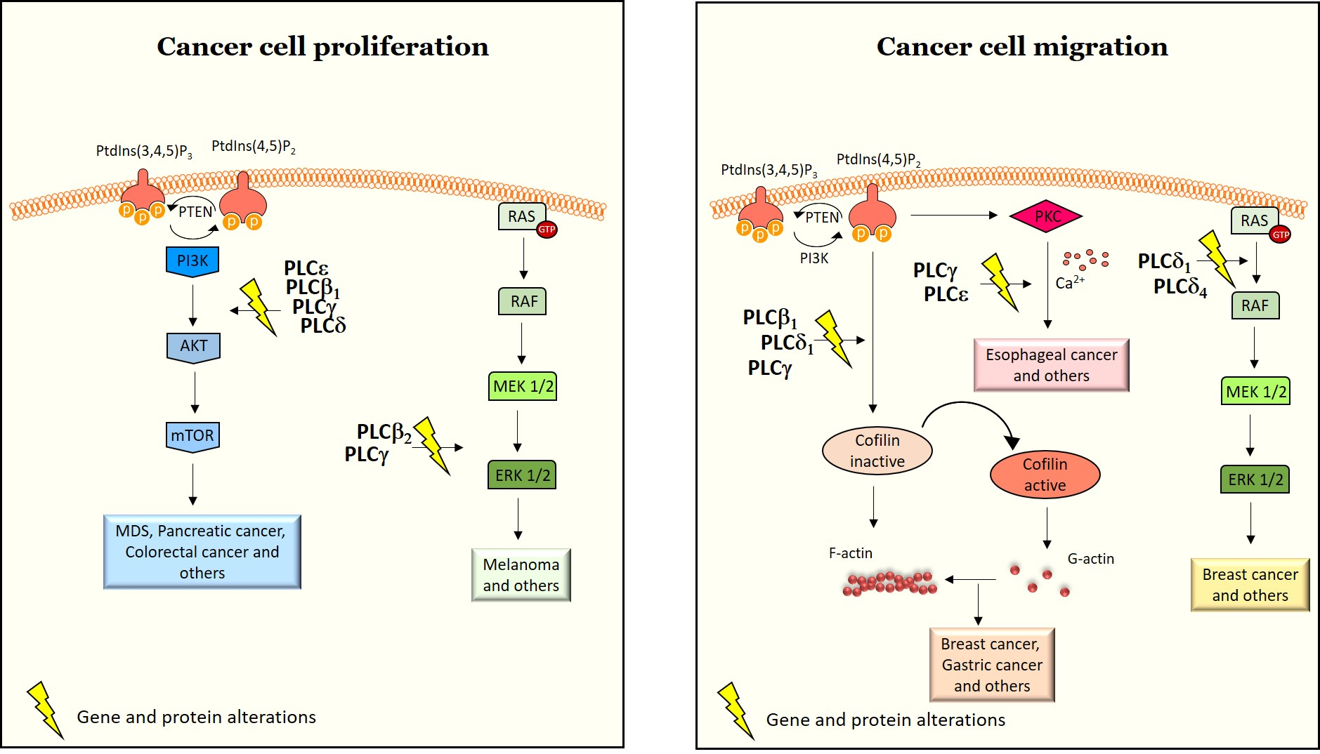 IJMS | Free Full-Text | Phosphoinositide-Dependent Signaling in Cancer: A Focus on Phospholipase ...
