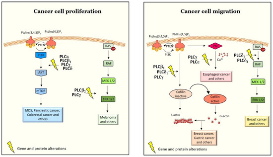 Phosphoinositide-Dependent Signaling in Cancer: A Focus on ...