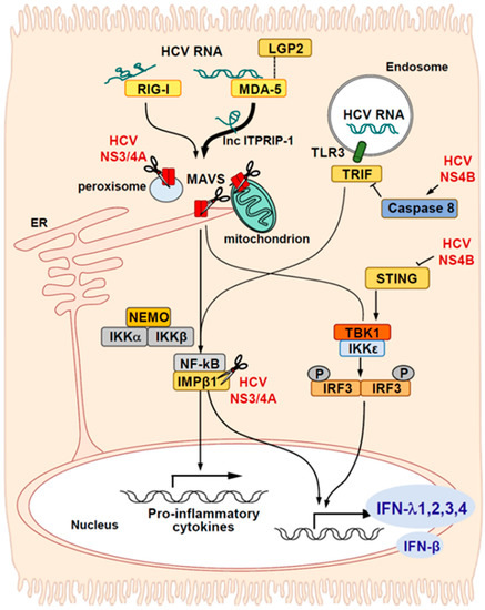 Interferon Response in Hepatitis C Virus-Infected Hepatocytes: Issues ...