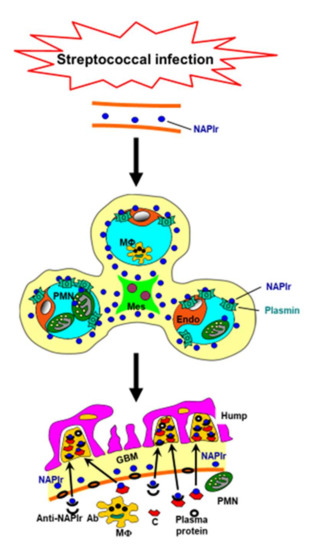 Glomerular Deposition of Nephritis-Associated Plasmin Receptor (NAPlr ...