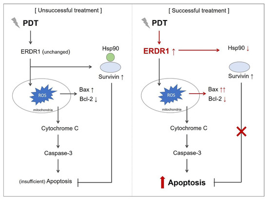The Role of Erythroid Differentiation Regulator 1 (ERDR1) in the ...