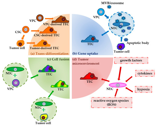 The Epigenetic Profile of Tumor Endothelial Cells. Effects of Combined ...