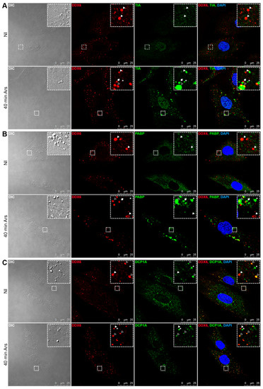 DDX6 Helicase Behavior and Protein Partners in Human Adipose Tissue ...