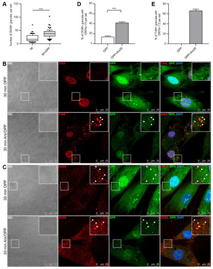 DDX6 Helicase Behavior and Protein Partners in Human Adipose Tissue ...