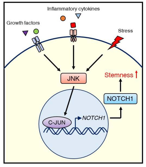 JNK Signaling in Stem Cell Self-Renewal and Differentiation