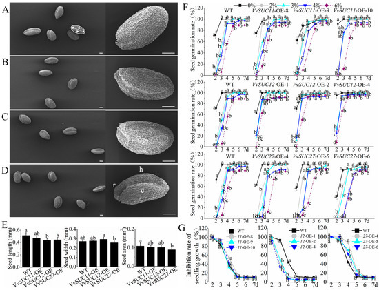 Expression of Sucrose Transporters from Vitis vinifera Confer High ...