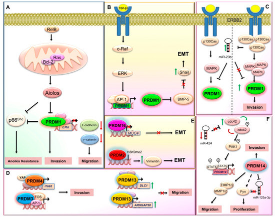 Multifaceted Role of PRDM Proteins in Human Cancer