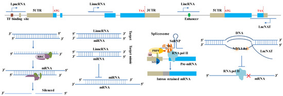 IJMS | Free Full-Text | The Emerging Role of Long Non-Coding RNAs in ...
