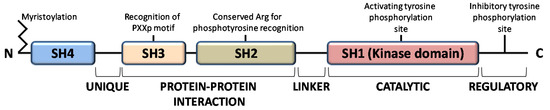 Nuclear Functions of the Tyrosine Kinase Src