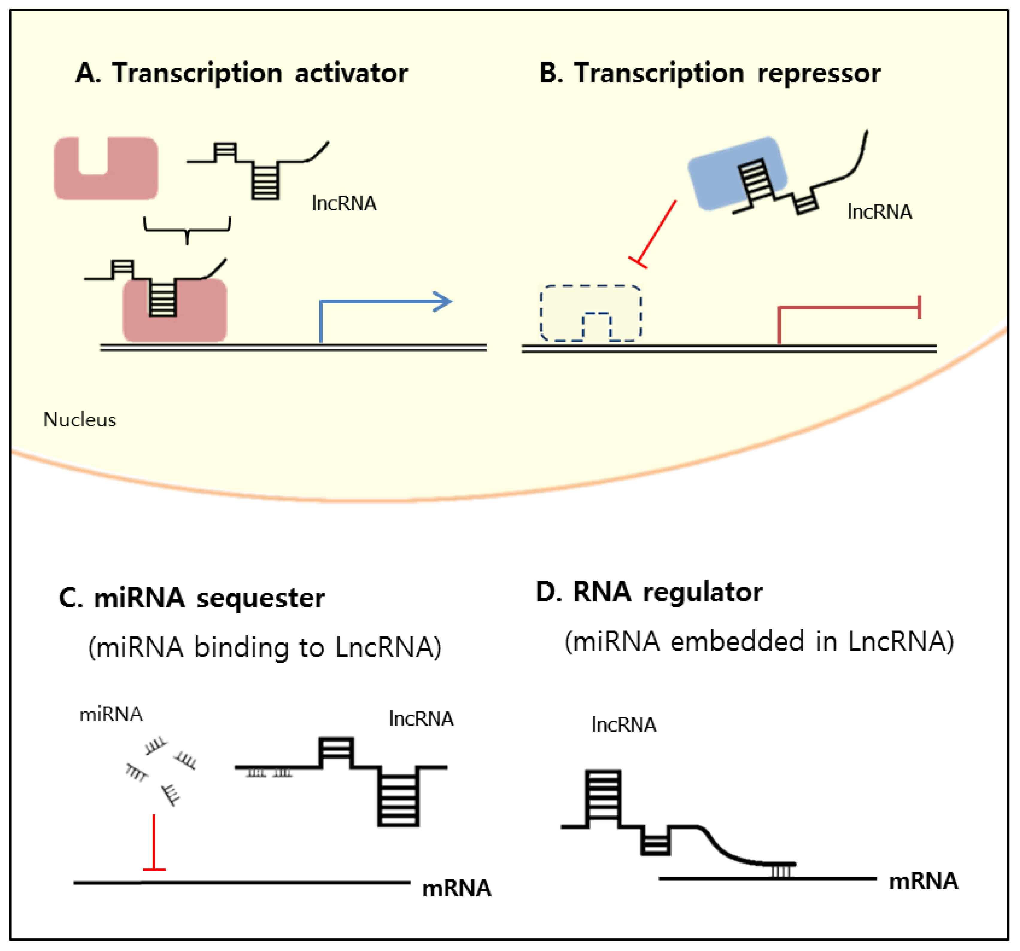 Ijms Free Full Text Potential Roles Of Long Noncoding Rnas As