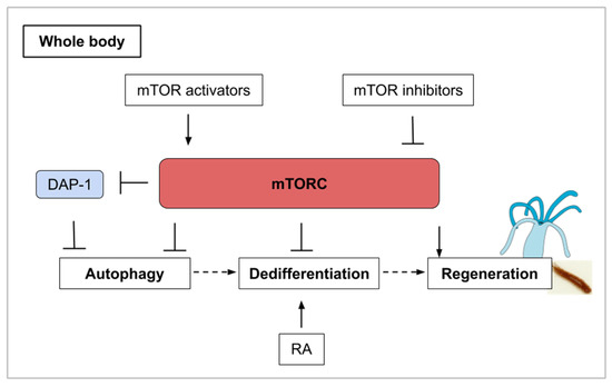 mTOR Signaling at the Crossroad between Metazoan Regeneration and Human ...