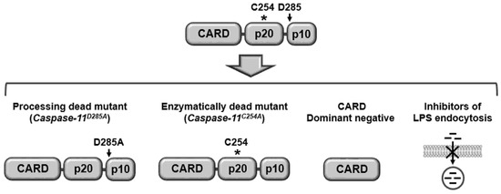 Caspase-11 Non-Canonical Inflammasome: Emerging Activator and Regulator ...
