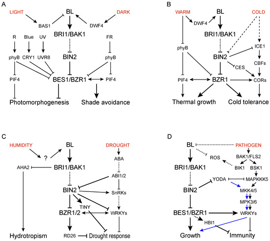 Molecular Mechanisms of Brassinosteroid-Mediated Responses to Changing ...