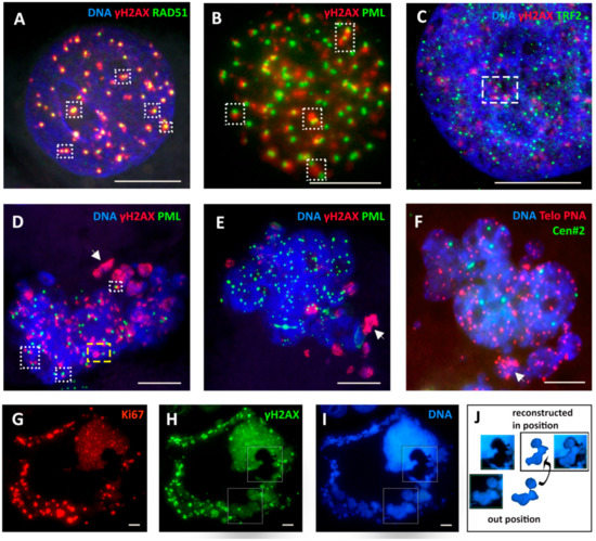 “Mitotic Slippage” and Extranuclear DNA in Cancer Chemoresistance: A ...