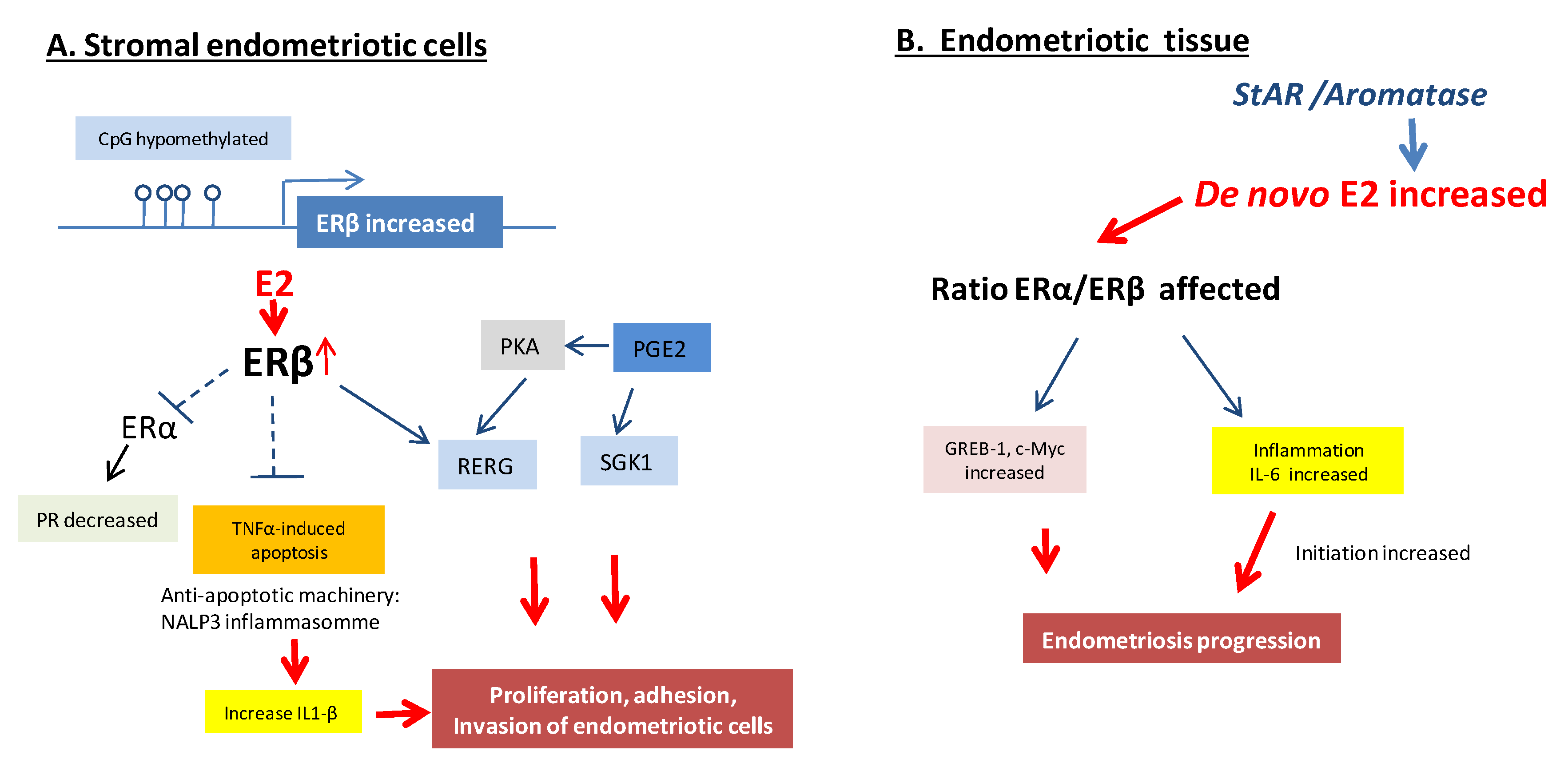 Ijms Free Full Text Estrogen Receptors And Endometriosis