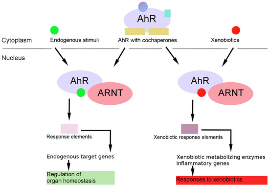 IJMS | Free Full-Text | The Role of Aryl Hydrocarbon Receptor (AhR) in ...