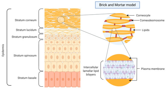 Skin Barrier Abnormalities and Immune Dysfunction in Atopic Dermatitis