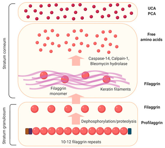 Skin Barrier Abnormalities and Immune Dysfunction in Atopic Dermatitis