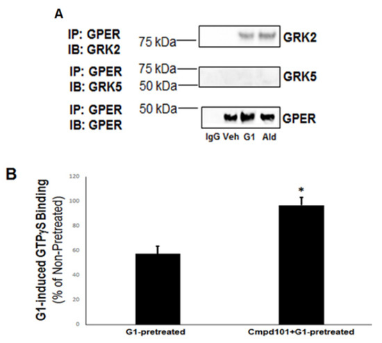 Antagonistic Roles of GRK2 and GRK5 in Cardiac Aldosterone Signaling ...