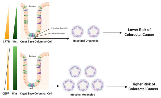 Cystic Fibrosis, CFTR, and Colorectal Cancer