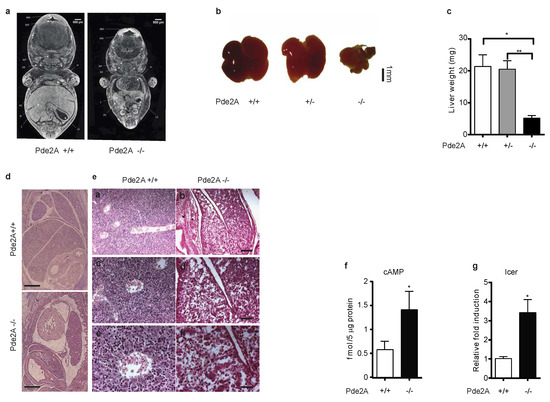 IJMS | Free Full-Text | PDE2A Is Indispensable for Mouse Liver ...