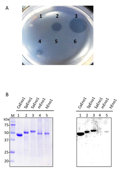 Generation and Characterization of Single Chain Variable Fragment ...