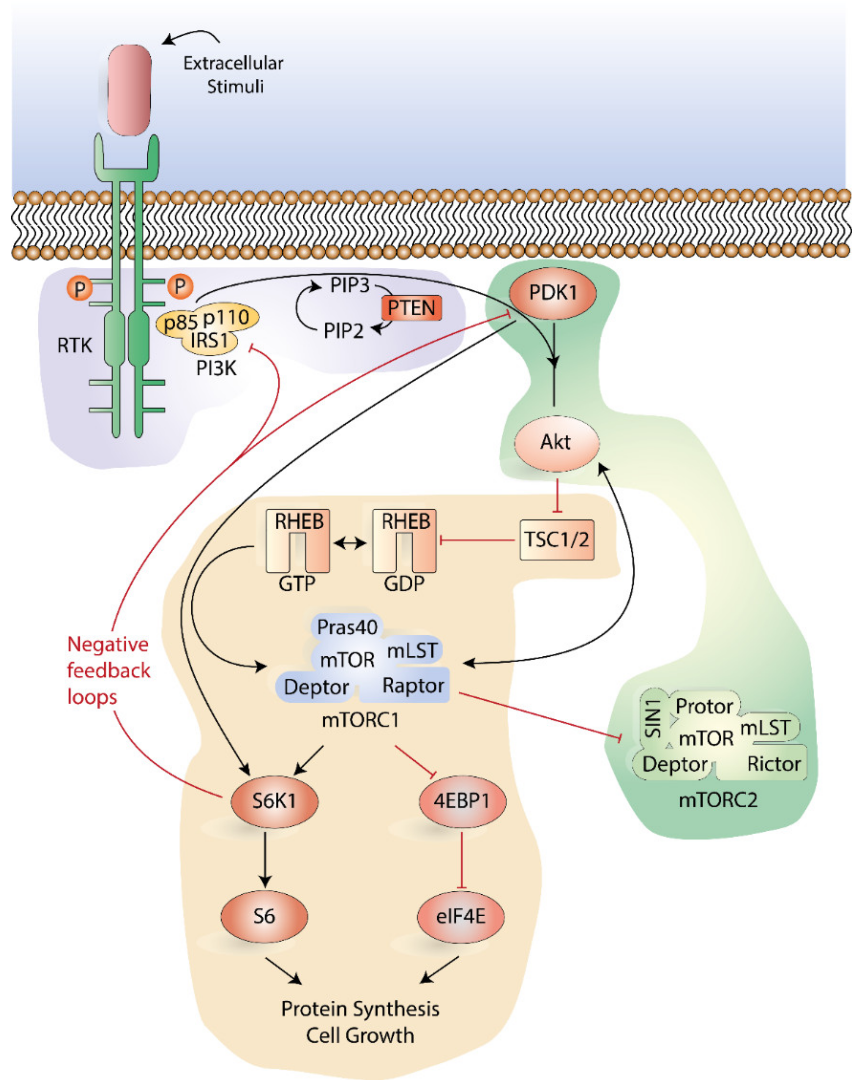 Pi3k Akt Signaling Pathway