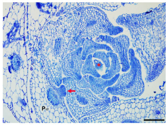 Regulation of Shoot Apical Meristem and Axillary Meristem Development ...