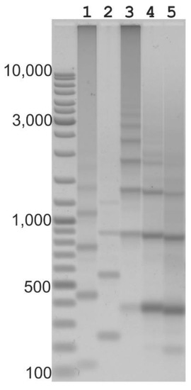 IJMS | Free Full-Text | Long Tandem Arrays of Cassandra Retroelements ...