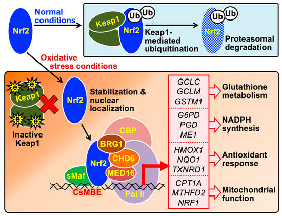 Roles of Nrf2 in Protecting the Kidney from Oxidative Damage