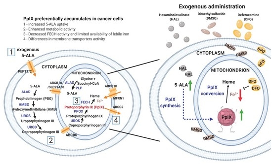 IJMS | Free Full-Text | Probing Hexaminolevulinate Mediated PpIX ...
