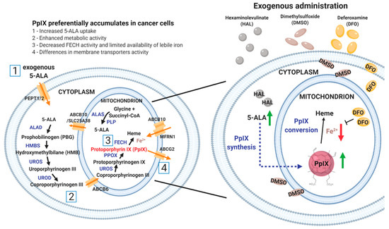 IJMS | Free Full-Text | Probing Hexaminolevulinate Mediated PpIX ...