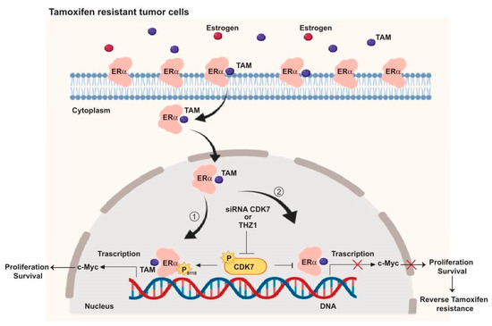 IJMS | Free Full-Text | Blockade of CDK7 Reverses Endocrine Therapy ...