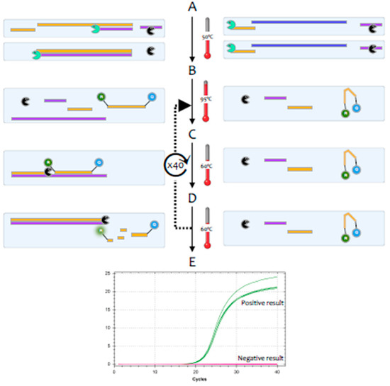 RT-qPCR Testing of SARS-CoV-2: A Primer