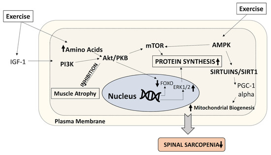 IJMS | Special Issue : Molecular Mechanism and Pathogenesis of Sarcopenia