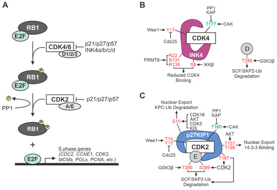 CDKs in Sarcoma: Mediators of Disease and Emerging Therapeutic Targets