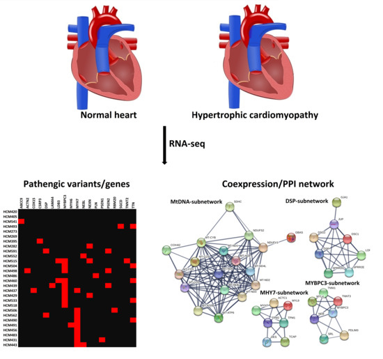 IJMS | Free Full-Text | Genetic Dissection of Hypertrophic ...