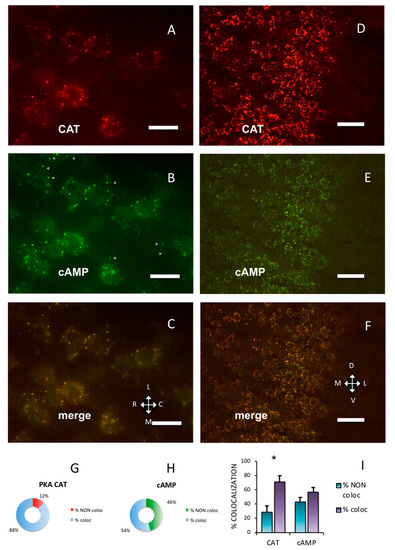 Protein Kinase A Catalytic and Regulatory Subunits Interact Differently ...