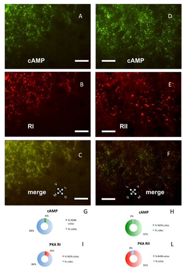 Protein Kinase A Catalytic and Regulatory Subunits Interact Differently ...