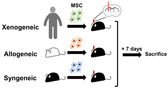 A Comparison of Immune Responses Exerted Following Syngeneic ...