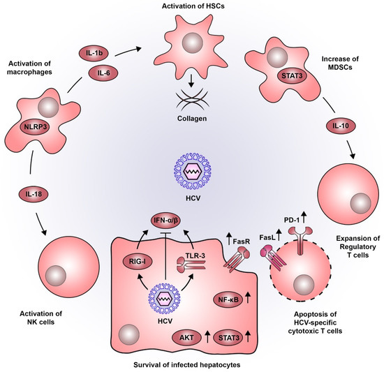 Hepatitis C Virus and Hepatocellular Carcinoma: When the Host Loses Its ...
