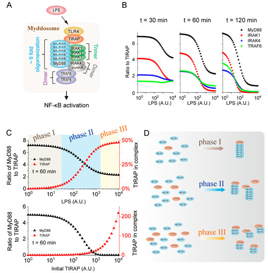 Data-Driven Modeling Identifies TIRAP-Independent MyD88 Activation ...